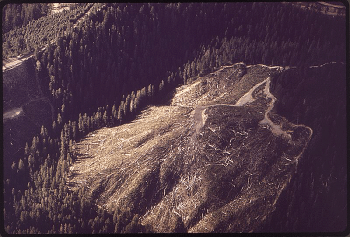 How Deforestation Affects Physical Geography - Geography Realm