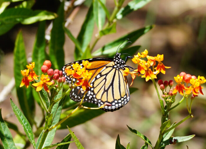 Overwintering Monarch Butterfly Populations - Geography Realm