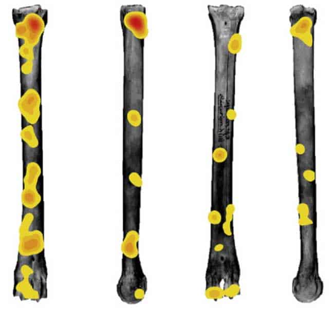 How GIS Helps with Researching Human Evolution - Geography Realm