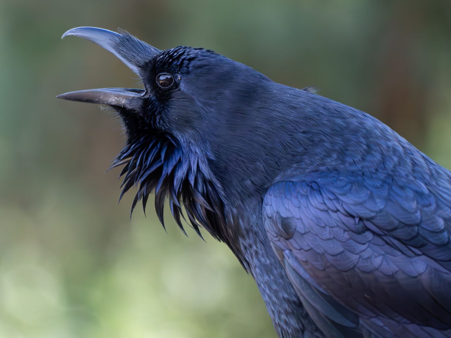 What is the Difference Between a Crow and a Raven - Geography Realm
