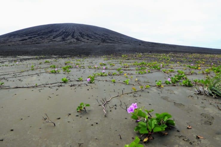 The First Newly Formed Island to Survive in the Satellite Era ...