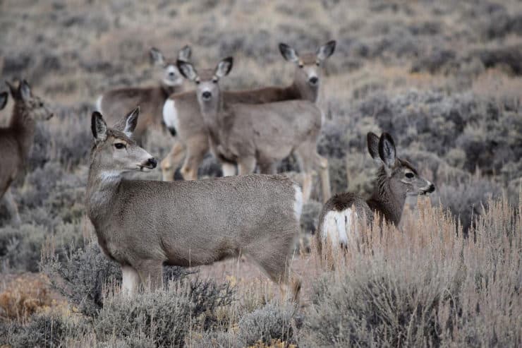 Mule Deer Create Mental Maps Of Migration Routes - Geography Realm