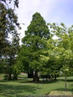 Is Climate Change Bringing Back Prehistoric Redwood Trees? - Geography ...