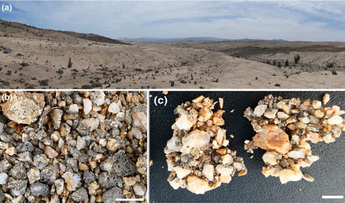 Soil Community in Atacama Desert Survives on Fog - Geography Realm