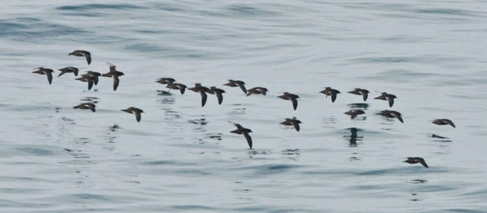Spring Bird Migration is Happening Earlier for Some Birds - Geography Realm