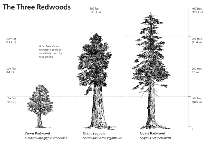 Is Climate Change Bringing Back Prehistoric Redwood Trees? - Geography ...