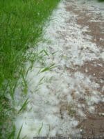 Poplar Fluff is Highly Flammable - Geography Realm