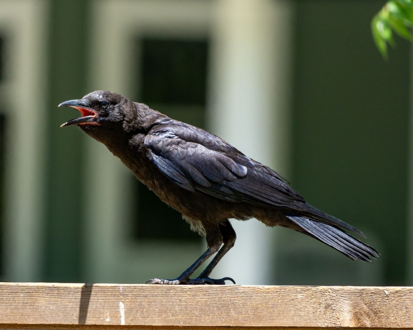 Why Do Crows Flock in Large Numbers? - Geography Realm