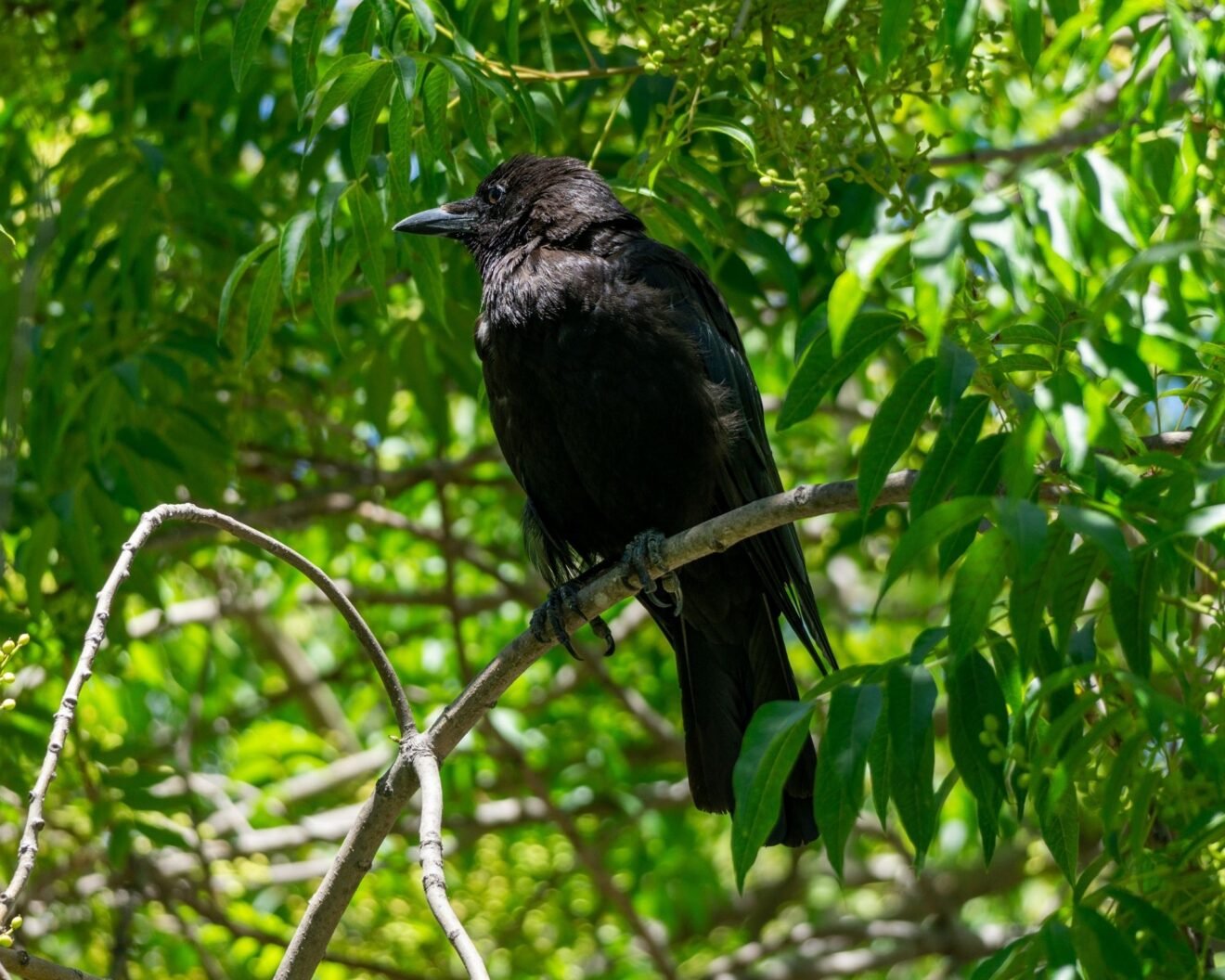 Why Do Crows Flock in Large Numbers? - Geography Realm