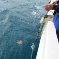 Using Stingrays to Map the Ocean Floor - Geography Realm