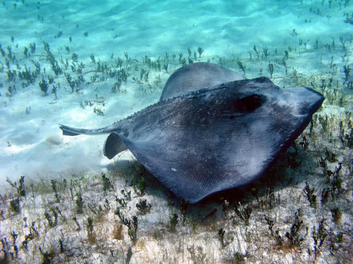 Using Stingrays to Map the Ocean Floor - Geography Realm