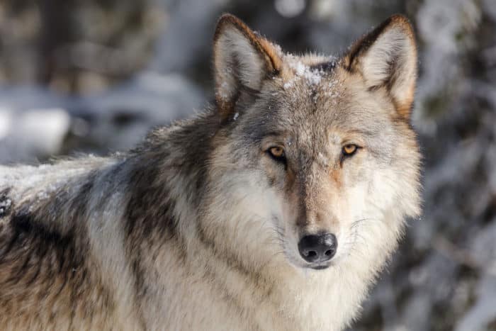 Review | Yellowstone Wolves: Science and Discovery in the World’s First ...