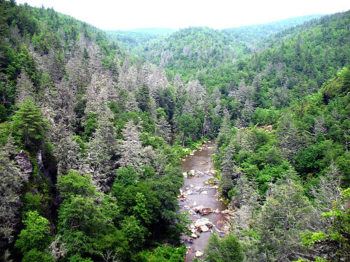 Climate Change and the Expansion of Ghost Forests - Geography Realm