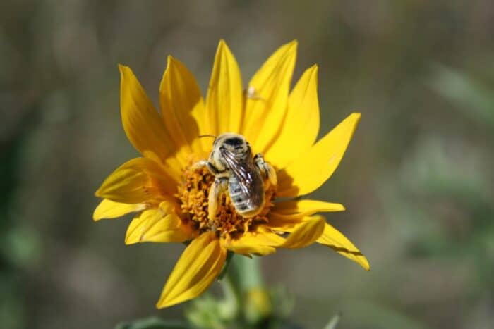 Geography of Bees - Geography Realm