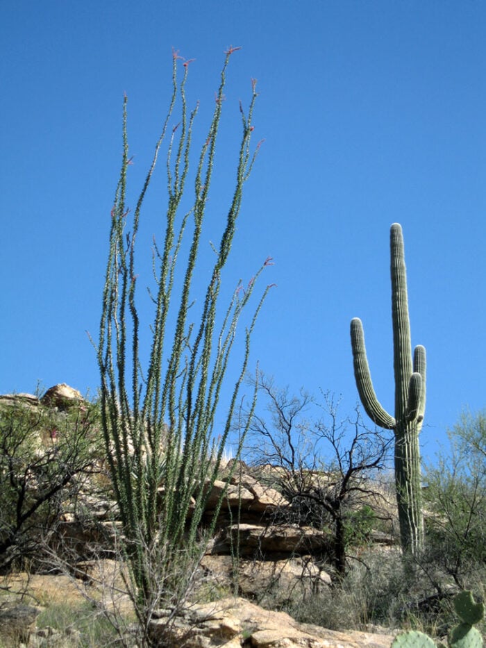 The Sonoran Desert is Losing Plants Due to Climate Change - Geography Realm