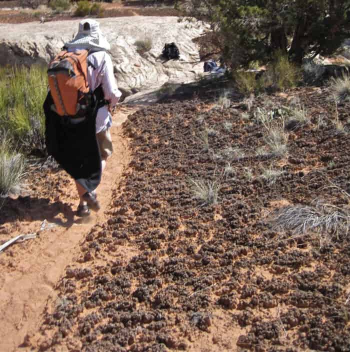 What are Desire Paths? - Geography Realm