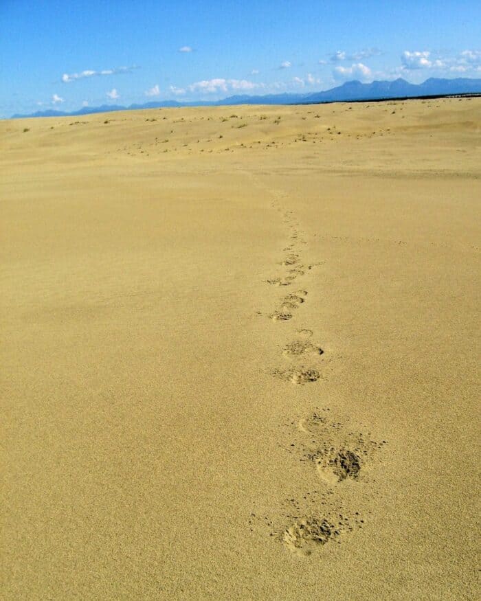 Sand Dunes in the United States - Geography Realm