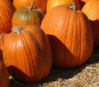 Geography of Pumpkins in the United States - Geography Realm
