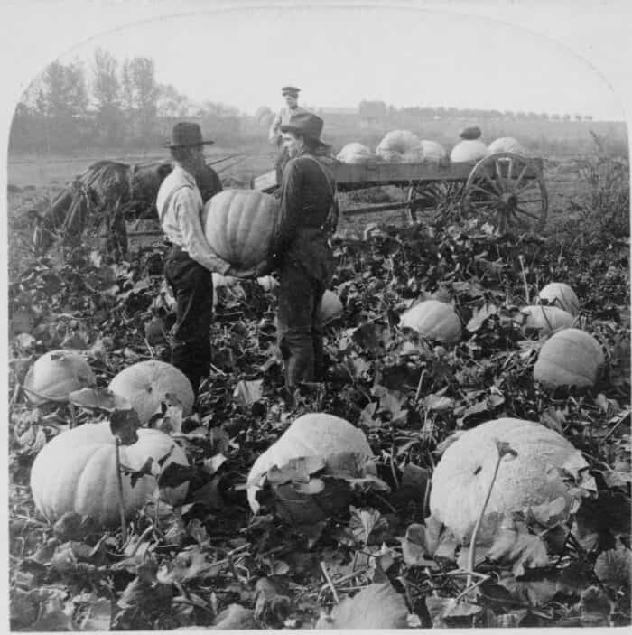 Geography of Pumpkins in the United States - Geography Realm