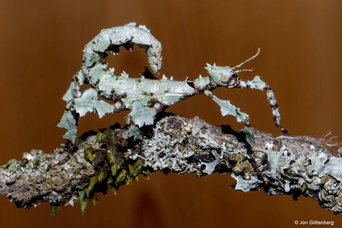 Camouflage: Ways Animals Blend in With Geography - Geography Realm