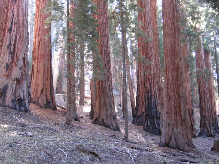 Geography of Giant Sequoias - Geography Realm