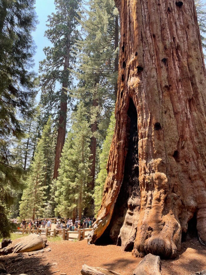Geography of Giant Sequoias - Geography Realm