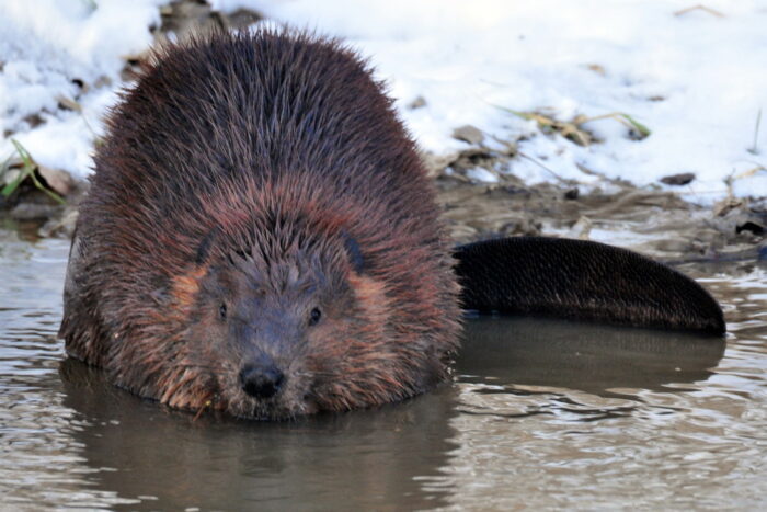 Building It Back - Beaver Reintroductions Across the World - Geography ...