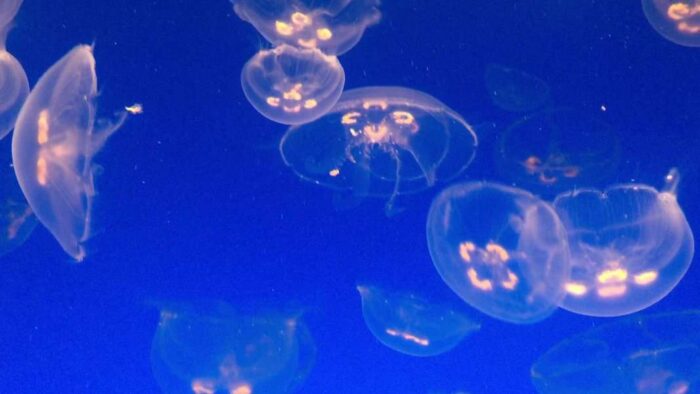 Advancements in Mapping Jellyfish: Integrating Remote Sensing and ...