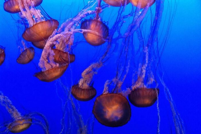 Advancements in Mapping Jellyfish: Integrating Remote Sensing and ...
