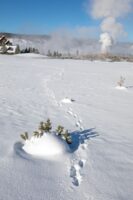 How Reintroducing Wolves Changed Yellowstone National Park - Geography ...