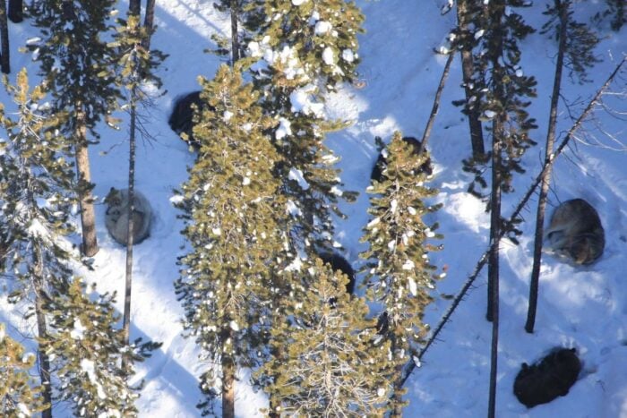 How Reintroducing Wolves Changed Yellowstone National Park - Geography ...