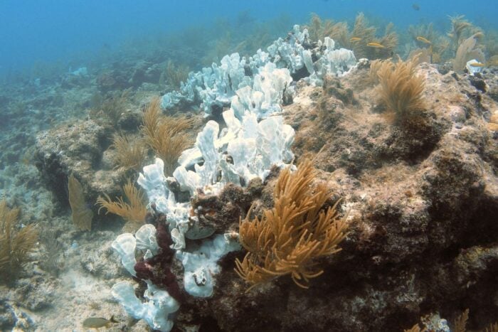 Warmer Ocean Temperatures are Bleaching Coral Reefs - Geography Realm