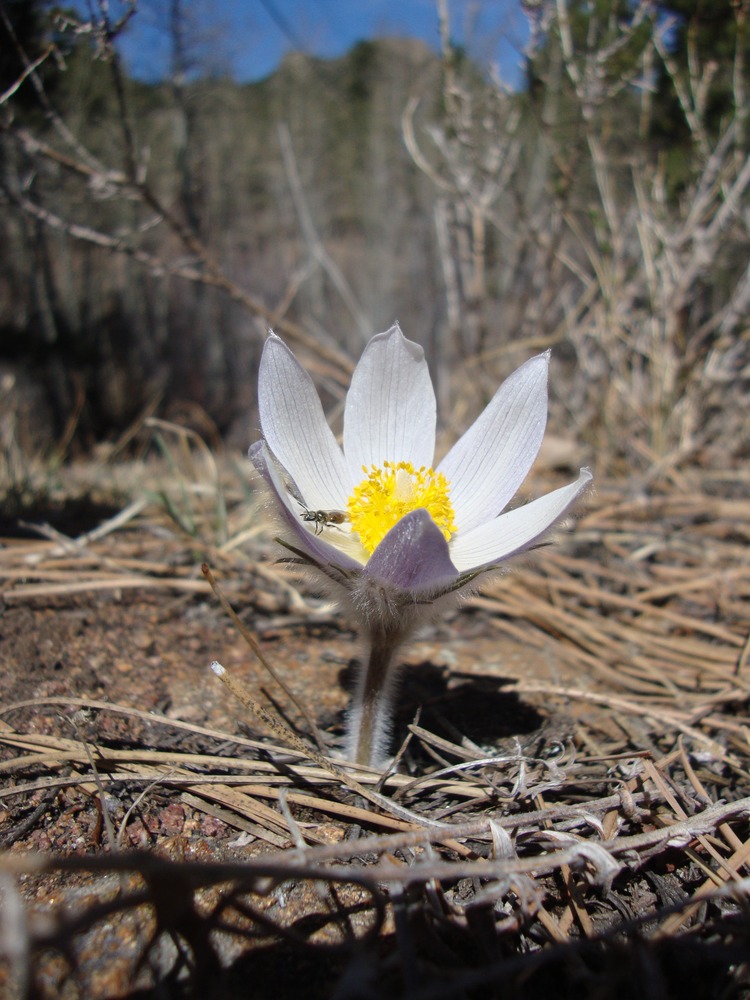 Geography of Superblooms in the United States - Geography Realm