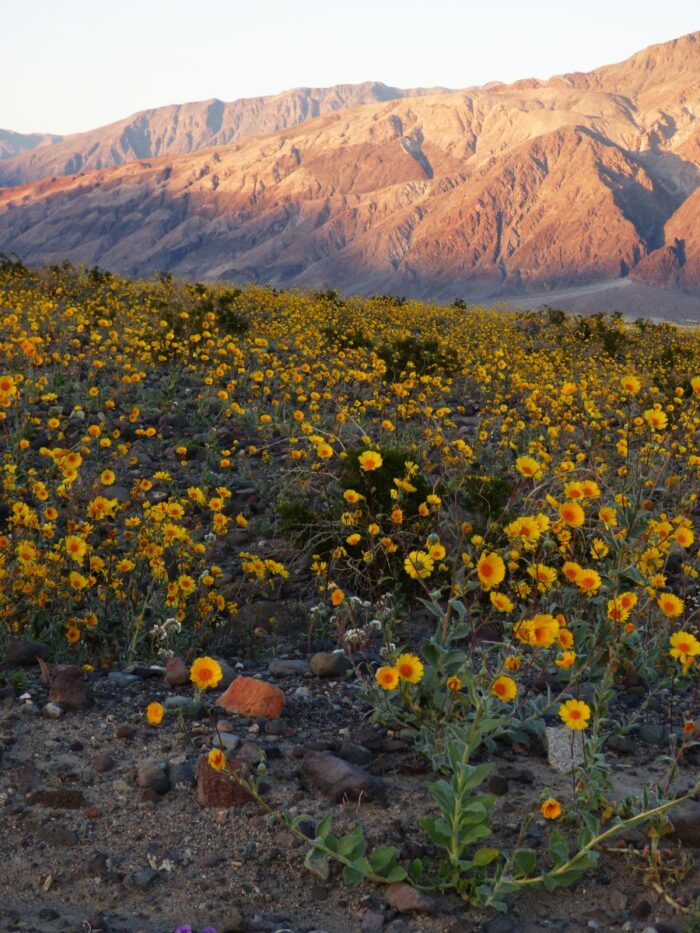 Geography of Superblooms in the United States - Geography Realm