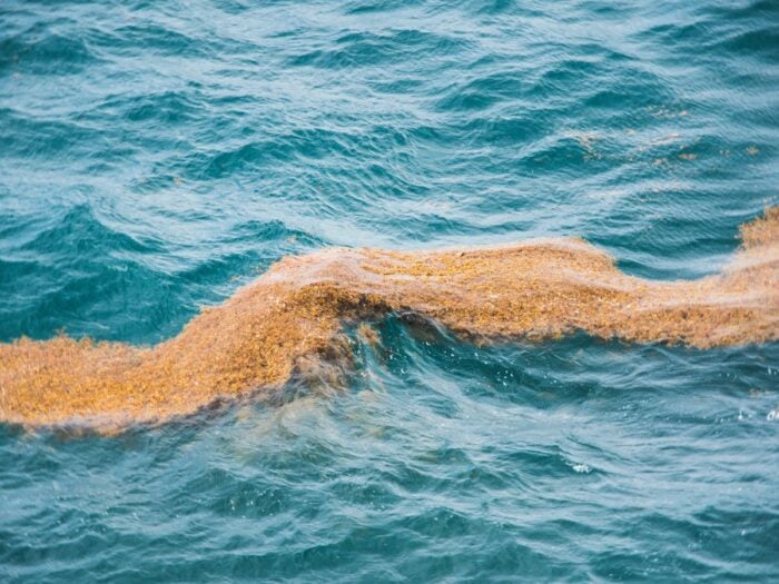 Sargassum in the Atlantic Ocean Reaches a New Spring High - Geography Realm