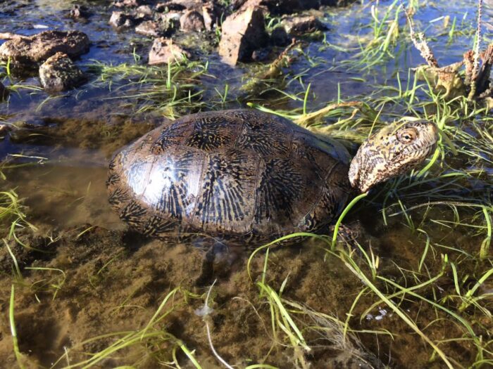 Wildlife Conservation in the Face of Climate Change: The Importance of ...