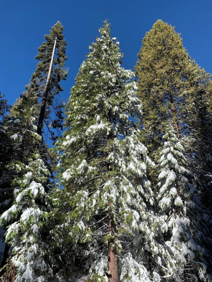 Zombie Forests in the Sierra Nevada - Geography Realm