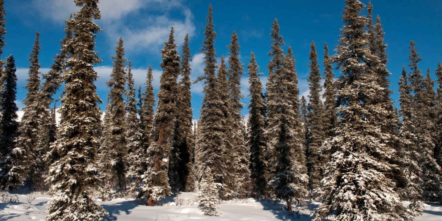 Boreal Forests of North America are Shrinking - Geography Realm