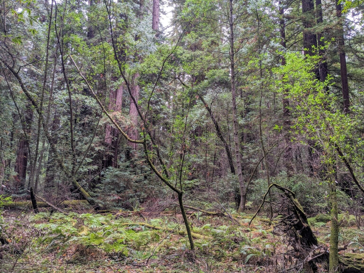 Benefits of Microforests - Geography Realm