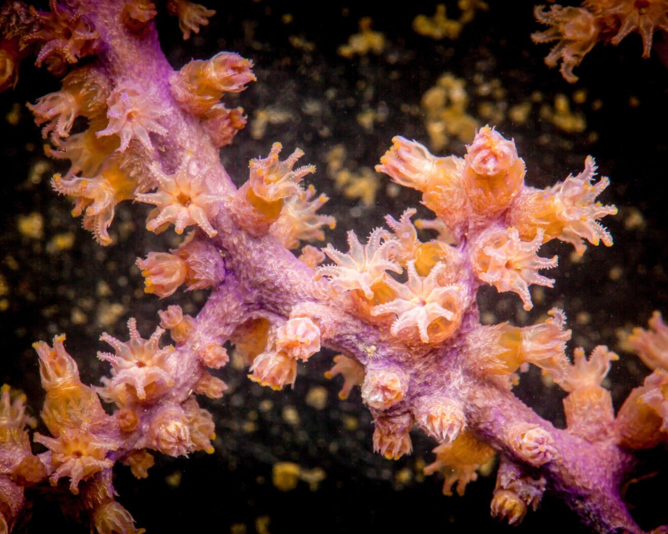 Mapping Coral Bleaching With Satellites - Geography Realm