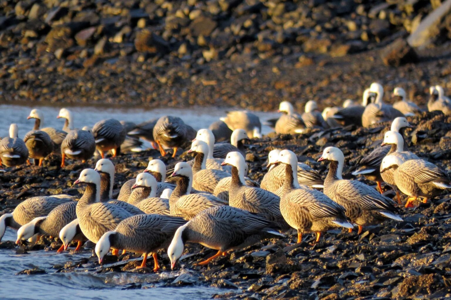 Largest Island in Alaska - Geography Realm