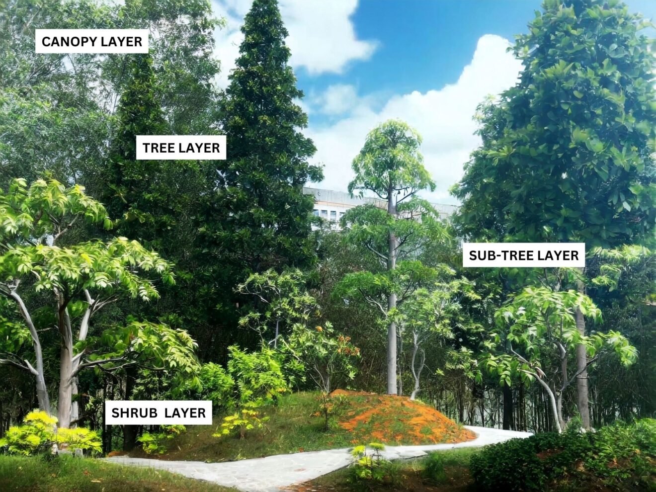 Benefits of Microforests - Geography Realm