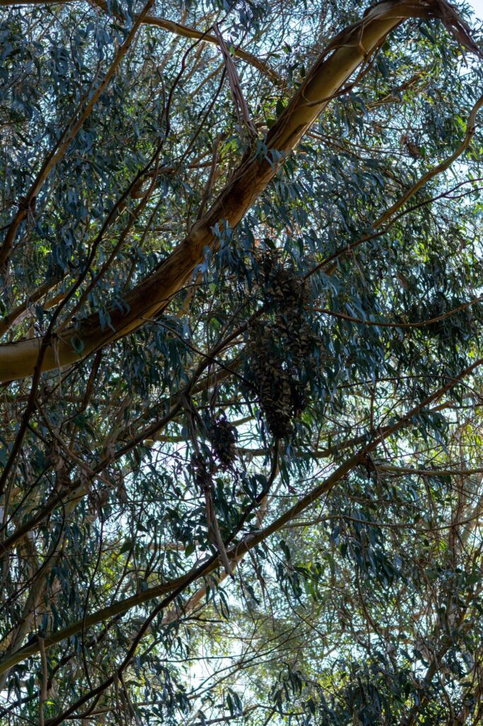 Monarch Butterfly Overwintering in California - Geography Realm