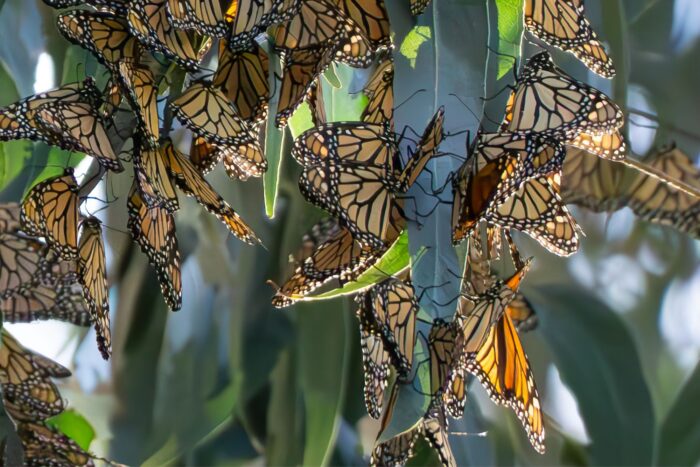 Monarch Butterfly Overwintering in California - Geography Realm