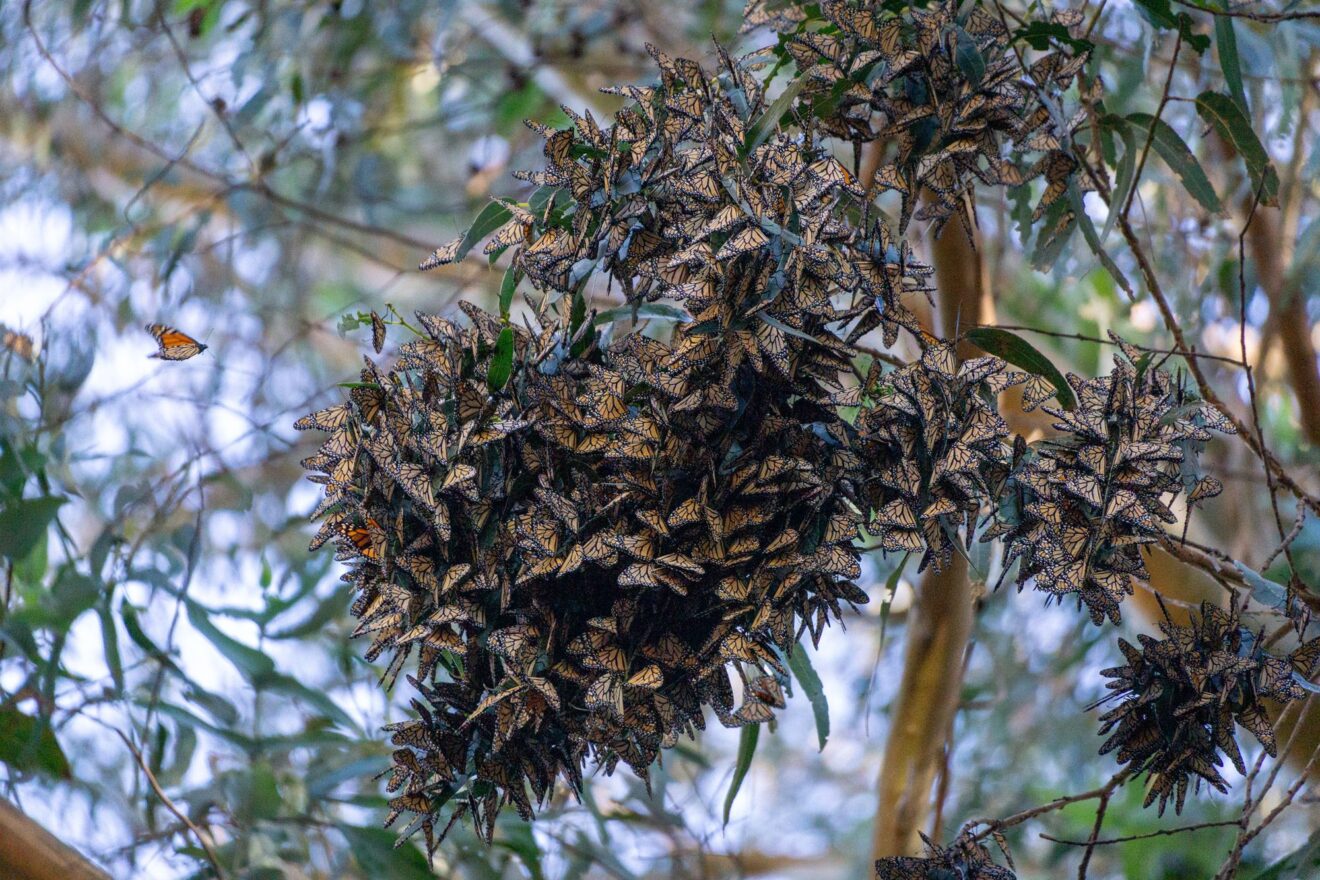 Monarch Butterfly Overwintering in California - Geography Realm
