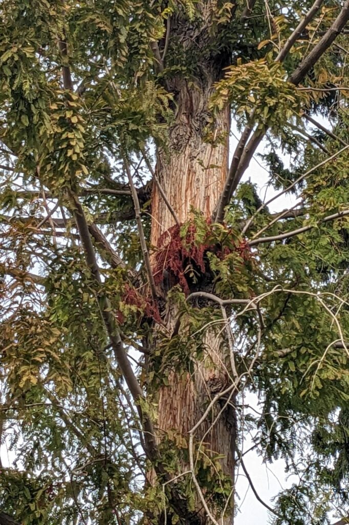 What are Those Clumps in Trees? - Geography Realm