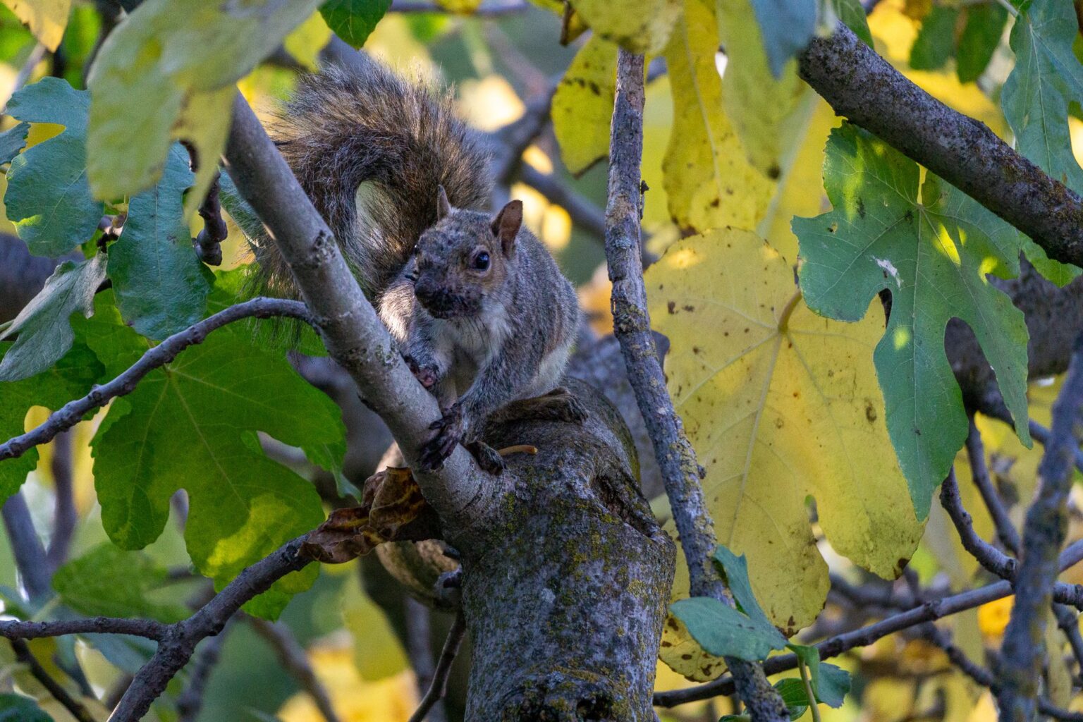 What are Those Clumps in Trees? - Geography Realm