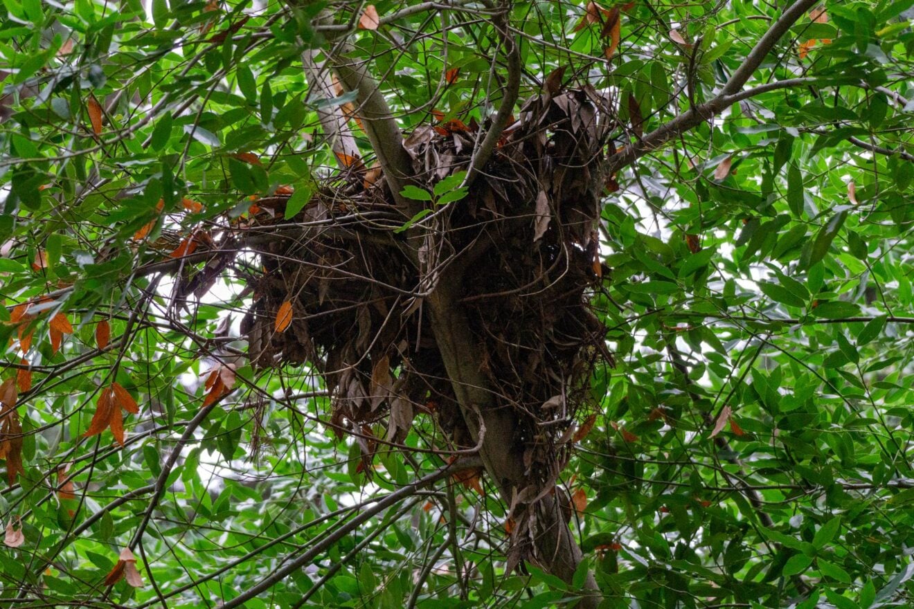What are Those Clumps in Trees? - Geography Realm
