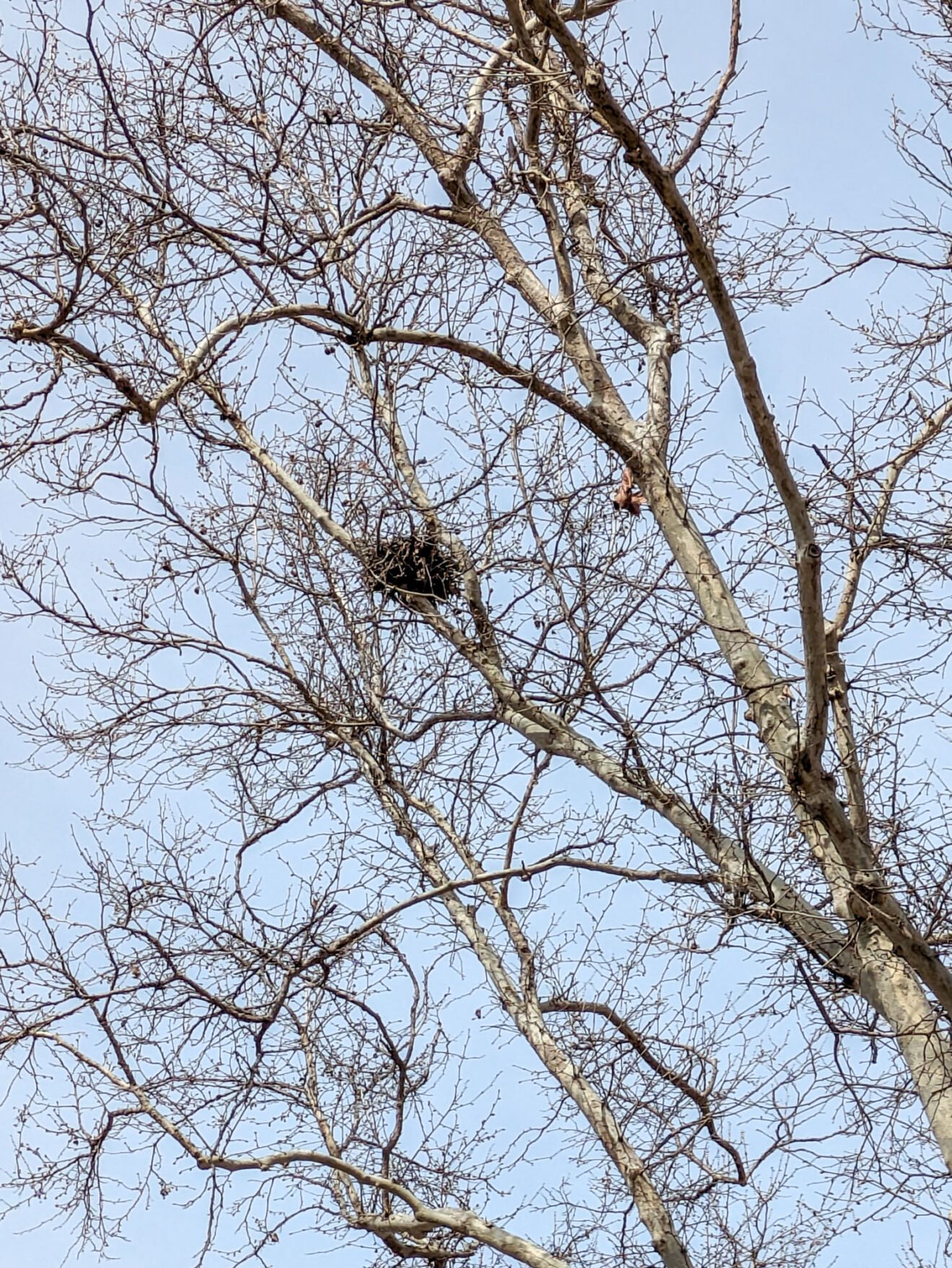 What are Those Clumps in Trees? - Geography Realm