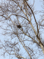 What are Those Clumps in Trees? - Geography Realm